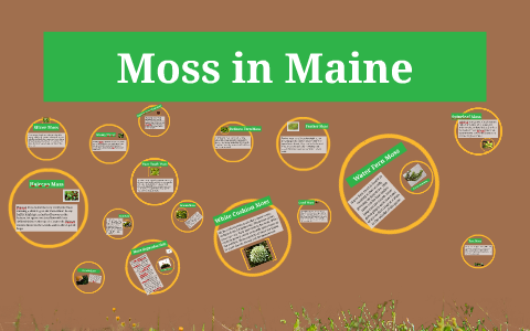 Moss in Maine by Alli Cormier on Prezi
