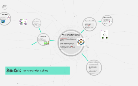 Stem Cells by Alex Collins on Prezi