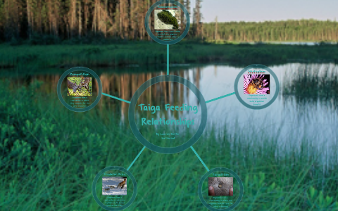 Taiga Feeding Relationships by Lauren Carter on Prezi