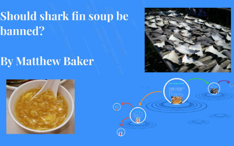 Should shark fin soup be banned? by Matthew Baker on Prezi