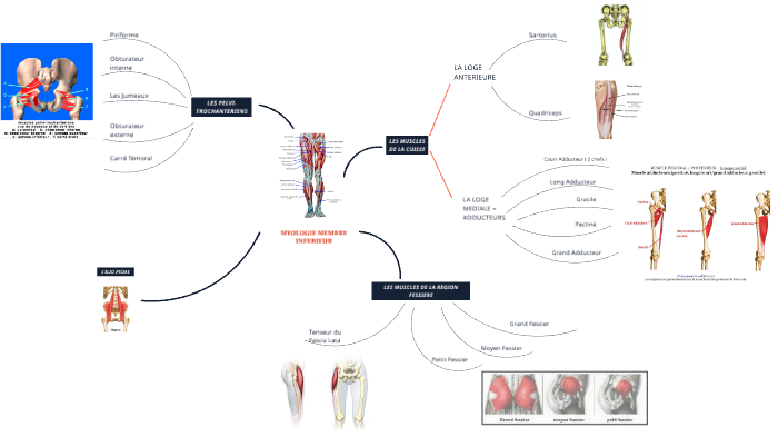 MYOLOGIE MEMBRE INFERIEUR by Pauline B on Prezi