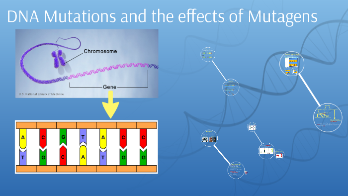 DNA Mutations and the effects of Mutagens by Tsering Palden on Prezi