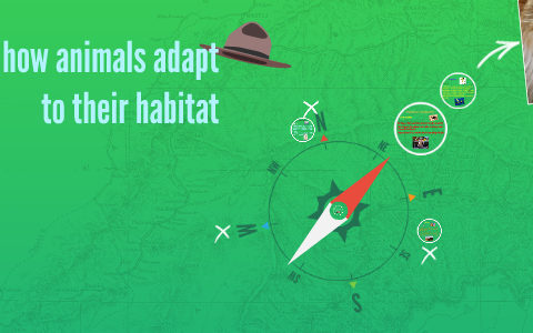 how animals adapt to their habitat by sophia pogorelova on Prezi