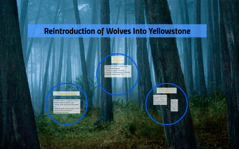 Reintroduction of Wolves Into Yellowstone by Hannah Grube on Prezi