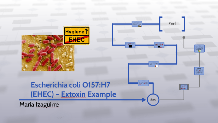 Escherichia coli O157:H7 (EHEC) – Extoxin Example by Maria Izaguirre