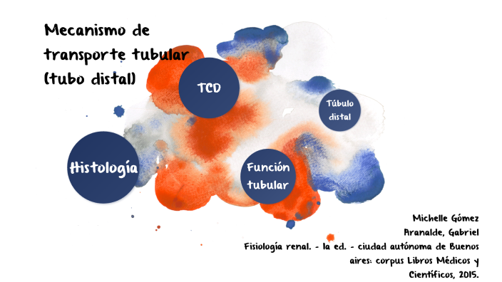 Mecanismo de transporte tubular by Michelle Fuhsl on Prezi