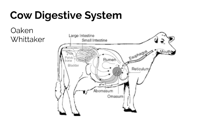 cow digestive system by Oaken Whittaker on Prezi