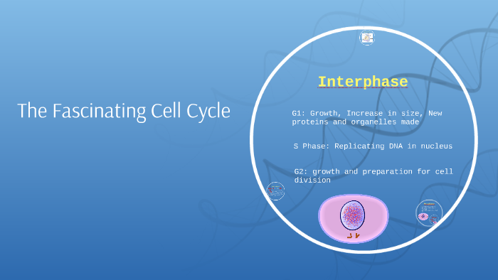 The Fascinating Cycle of a Cell by Israel Porcayo on Prezi