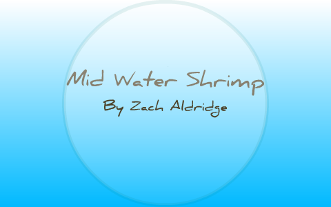 Midwater Shrimp by zach aldridge on Prezi