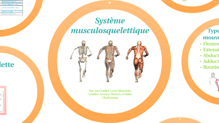 Système musculosquelettique by Ines Ladjel on Prezi