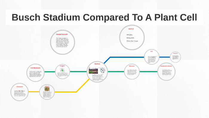 Busch Stadium Compared To A Plant Cell by stephanie stumbo on Prezi