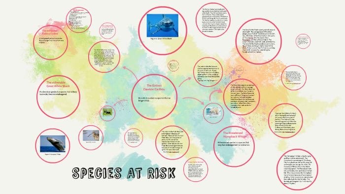 Species At Risk by Kennedy ABCD on Prezi