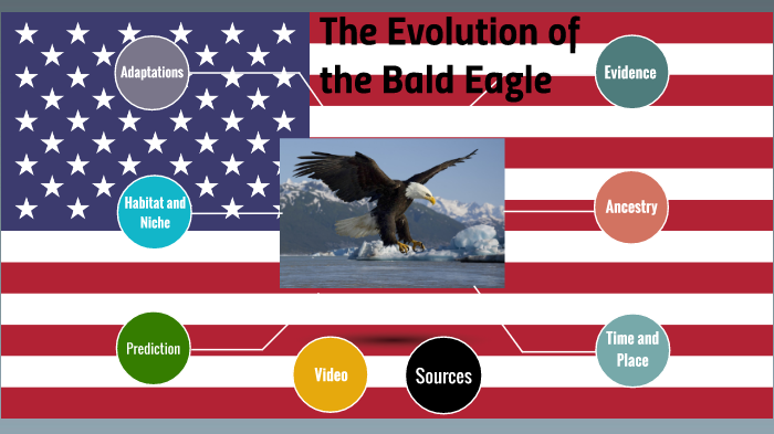 The Evolution of the Bald Eagle by Matthew Tacey on Prezi