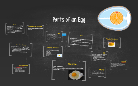 Parts of an Egg by on Prezi