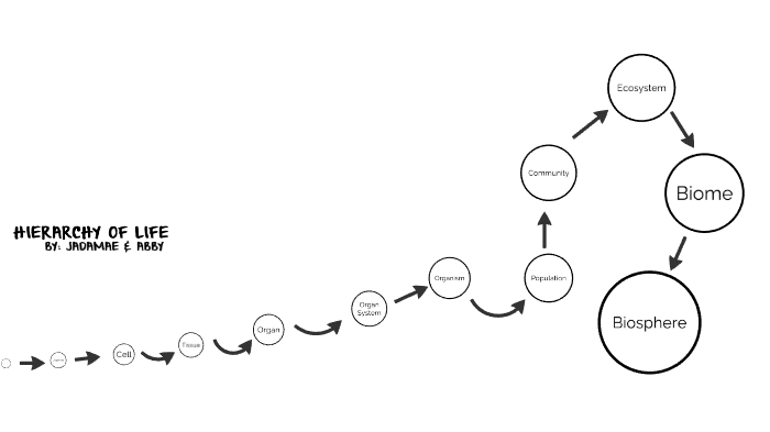 hierarchy of life by JadaMae Gilson on Prezi