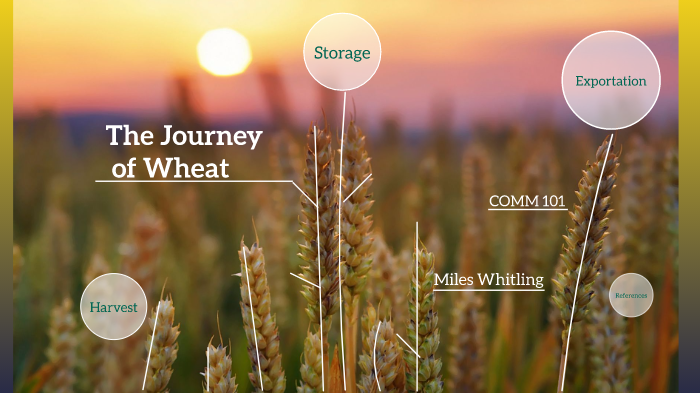 The Journey of Wheat by Miles Whitling on Prezi