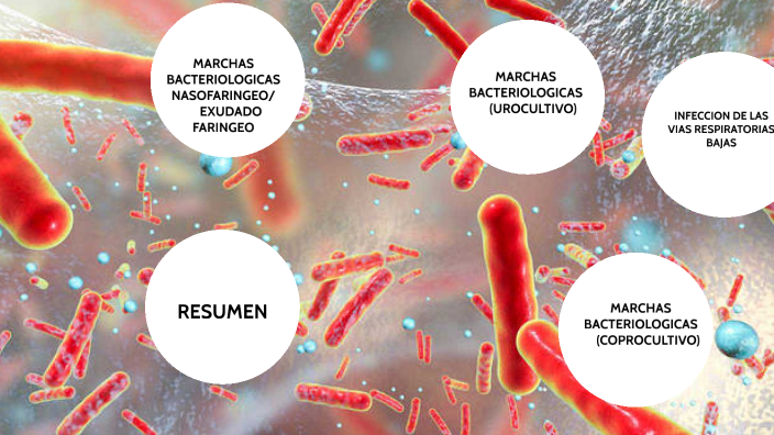 MARCHAS BACTERILOGICAS by JESÚS CRUZ FLORES on Prezi