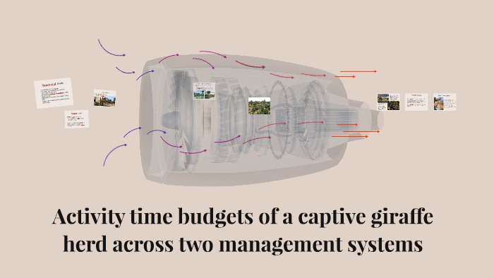 Activity time budgets in zoo giraffes by Brian Lynn on Prezi