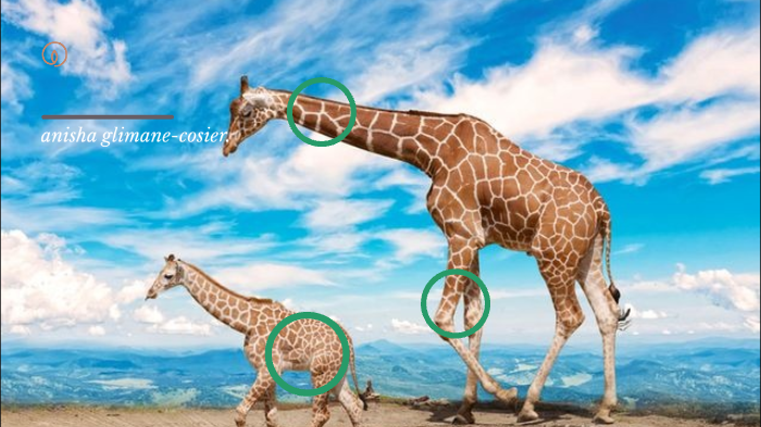 Giraffe Adaptations by Anisha Glimane-Cosier on Prezi