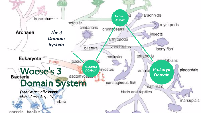 Woese's 3 Domain System by Billy Bob on Prezi