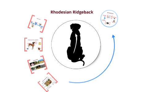 Rhodesian Ridgeback Dermoid Sinus by Amalie Lybekk on Prezi