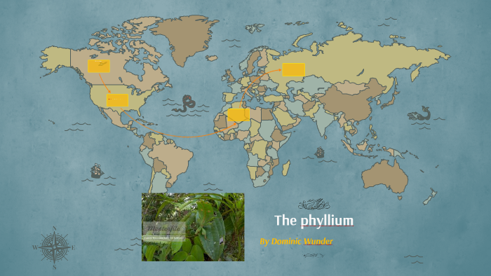 Anatomy of the leaf insect by dominic wunder on Prezi