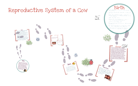 Reproduction System of a Cow by Kellie Spears on Prezi