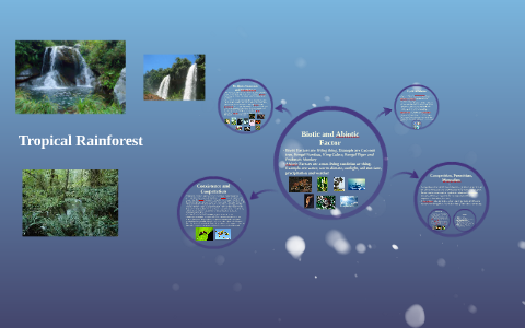 Tropical Rainforest by Edwin L on Prezi