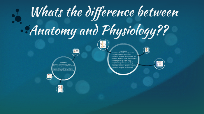 Whats the difference between Anatomy and Physiology?? by Abigail Rohrer