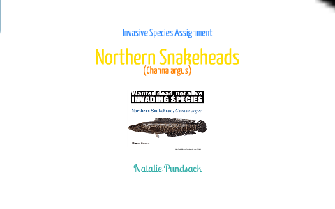 INVASIVE SPECIES ASSIGNMENT by Natalie P. on Prezi