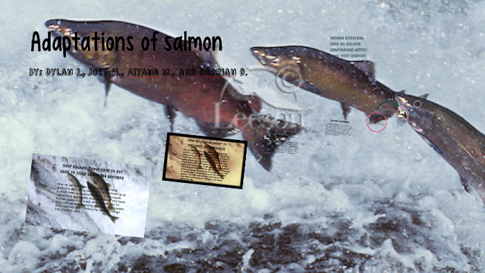 Salmon adaptations by Dylan J on Prezi