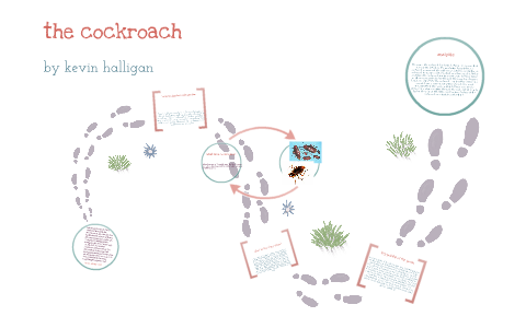HALLIGAN The cockroach by camiel petterson on Prezi