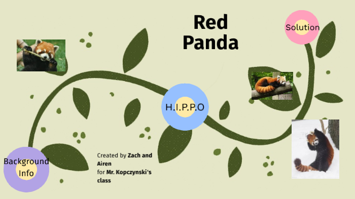 Red Panda by Aaron Yocum - CVMS 2022 on Prezi
