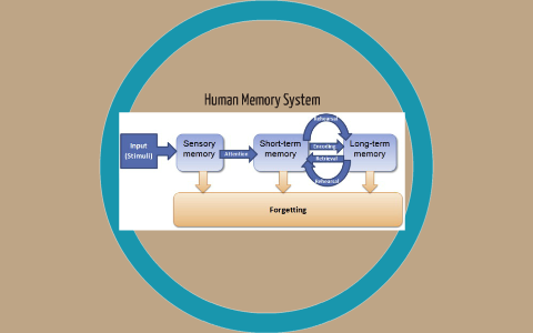 A Model of Human Memory by Jenna Butler on Prezi