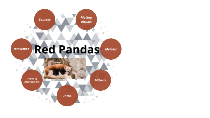 Red Panda Life Cycle Wheel Grace By Crystal