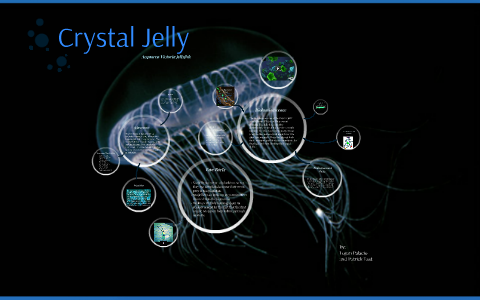 crystal jelly by Patrick East on Prezi