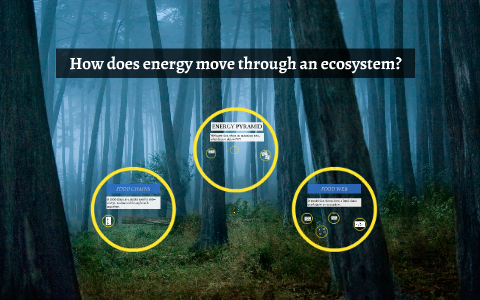 How does energy move through an ecosystem? by Wendy Keenum on Prezi
