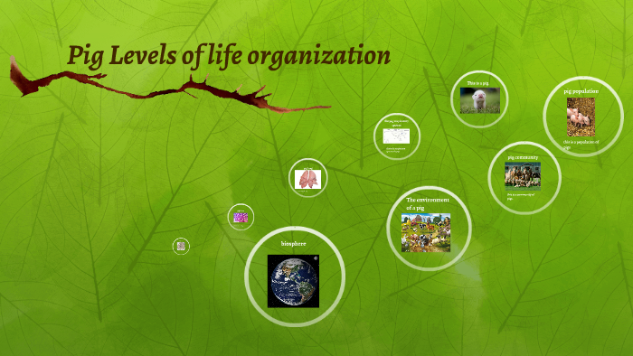 Levels of life organisation by margarita perdomo on Prezi