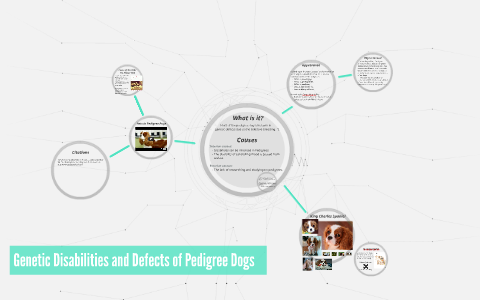 Genetic Disabilities and Defects of Pedigree Dogs by Moson Lin on Prezi