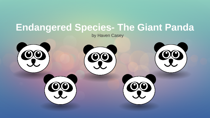 Endangered Species- The Giant Panda by on Prezi