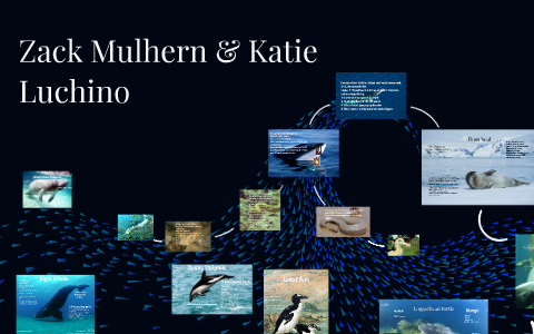 Zack Mulhern & Katie Luchino by Zack Mulhern on Prezi