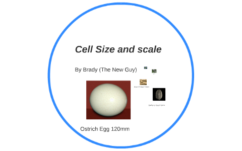 Cell Size and scale by Brady Amos on Prezi