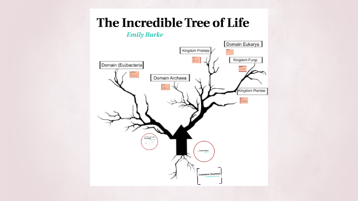 Tree of Life Project- Visual Representation by Emily Burke on Prezi