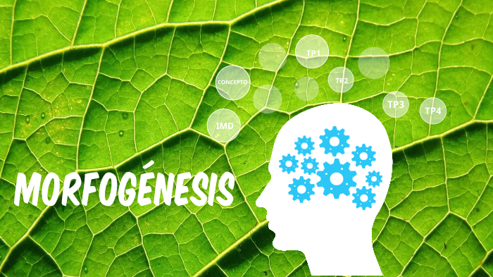 Morfogénesis by Eduardo Perez on Prezi