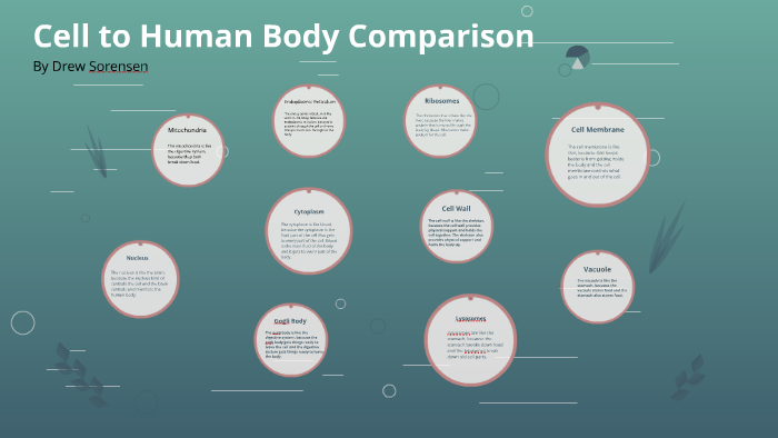Cell to Human Body by Drew Sorensen on Prezi