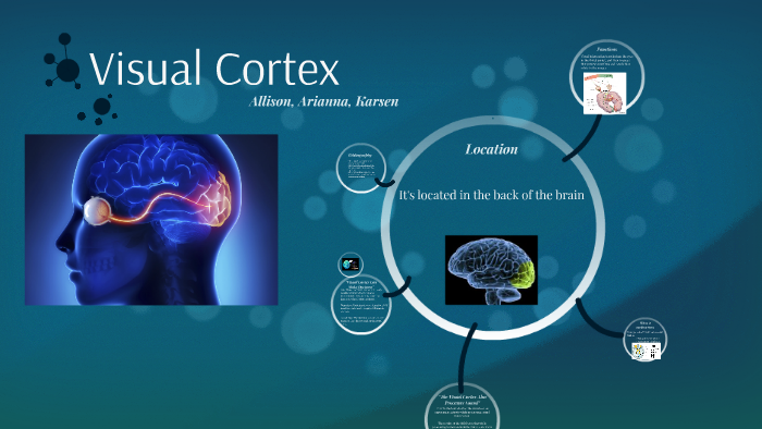 Visual Cortex by Allison Andrade on Prezi