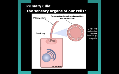 Primary Cilia: the sensory organs of our cells? by S E on Prezi