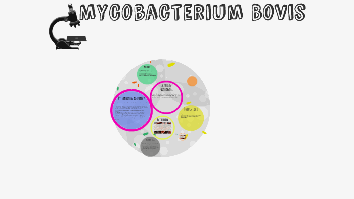 Mycobacterium Bovis by on Prezi