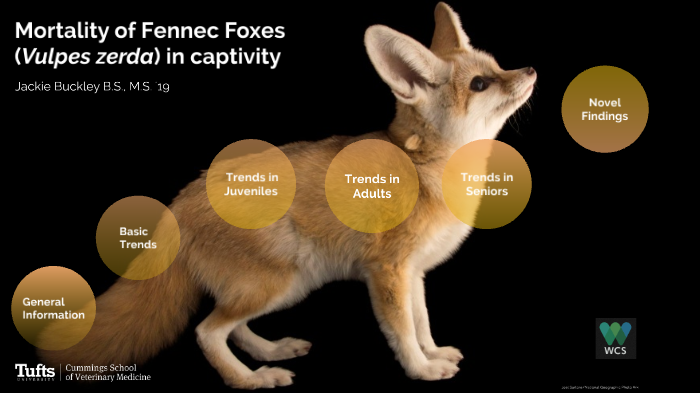 Fennec Fox (Vulpes zerda) Mortalities in captivity by Jackie Buckley on ...