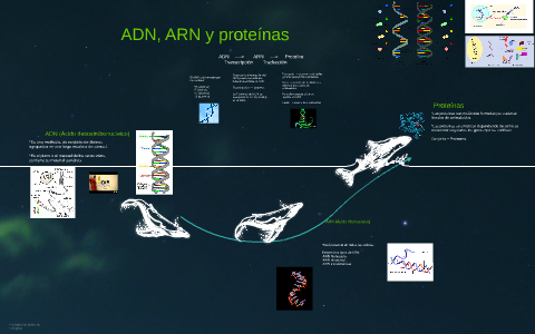 ADN, ARN y proteínas by Mariana Herrera on Prezi
